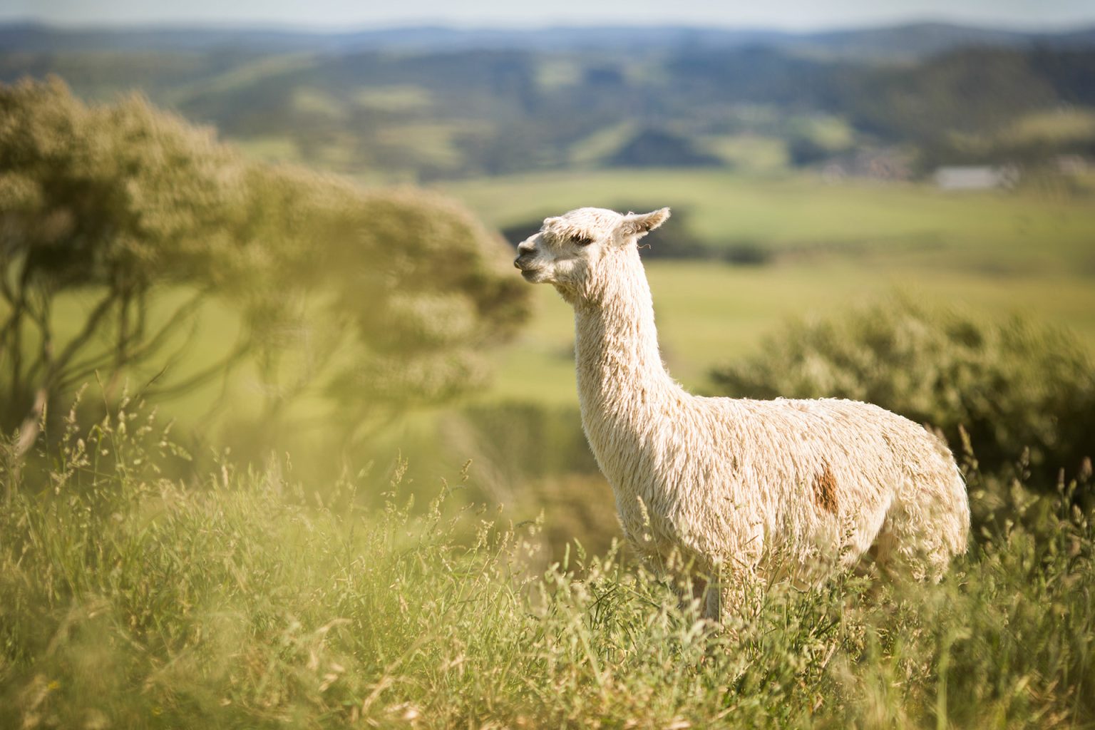 Ready to wear – APANI