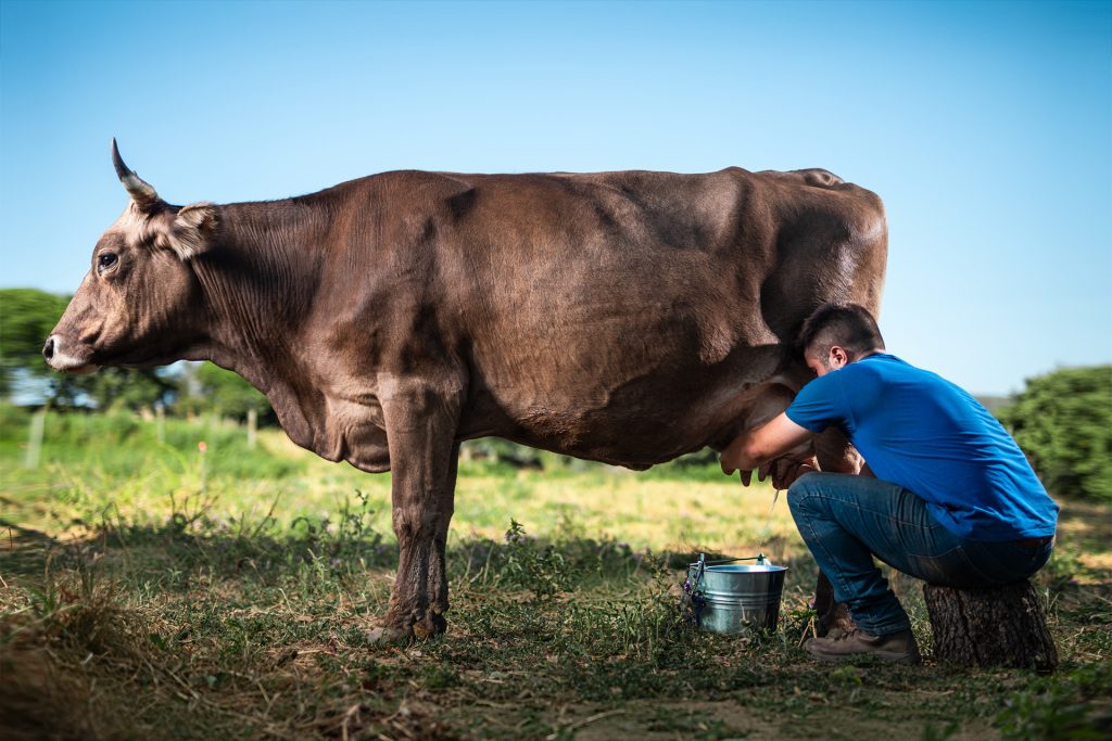 Food & Beverage – APANI