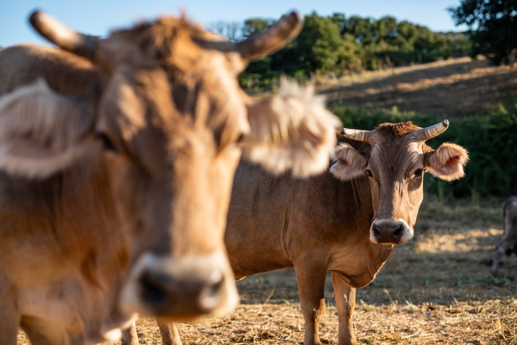 Food & Beverage – APANI