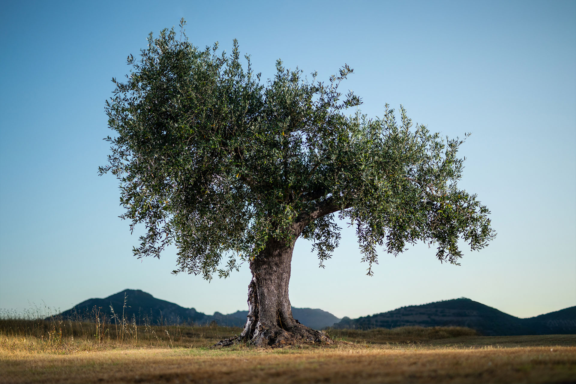 Food & Beverage – APANI