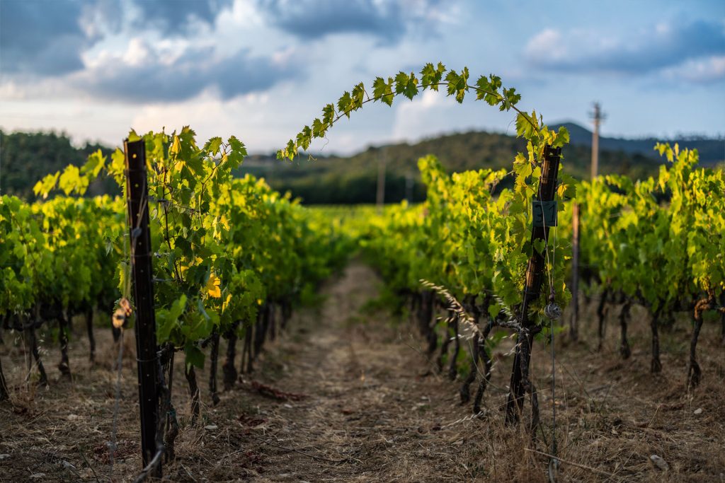 Food & Beverage – APANI